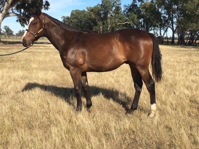 2020 FEBRUARY (Late) Online Sale | Inglis Digital Online Auctions