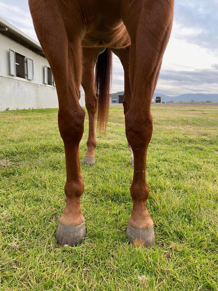 2021 JULY (Early) Online Sale | Inglis Digital Online Auctions