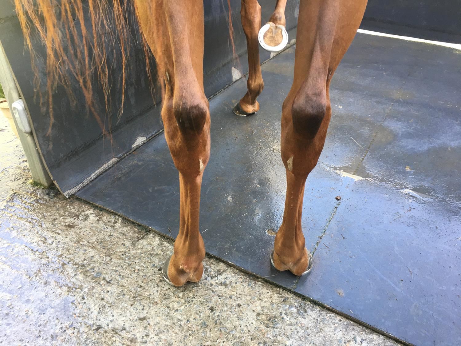 2022 FEBRUARY (Late) Online Sale | Inglis Digital Online Auctions
