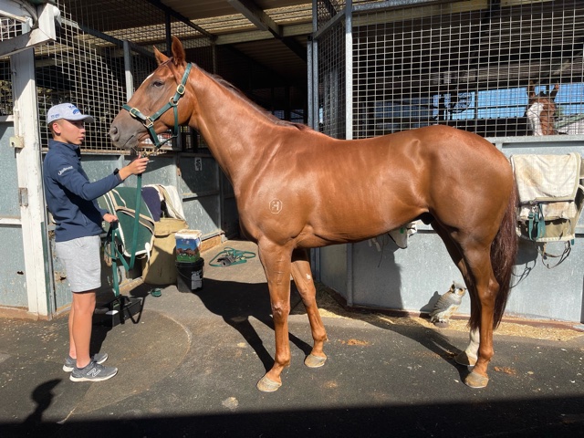 2022 APRIL (Early) Online Sale | Inglis Digital Online Auctions