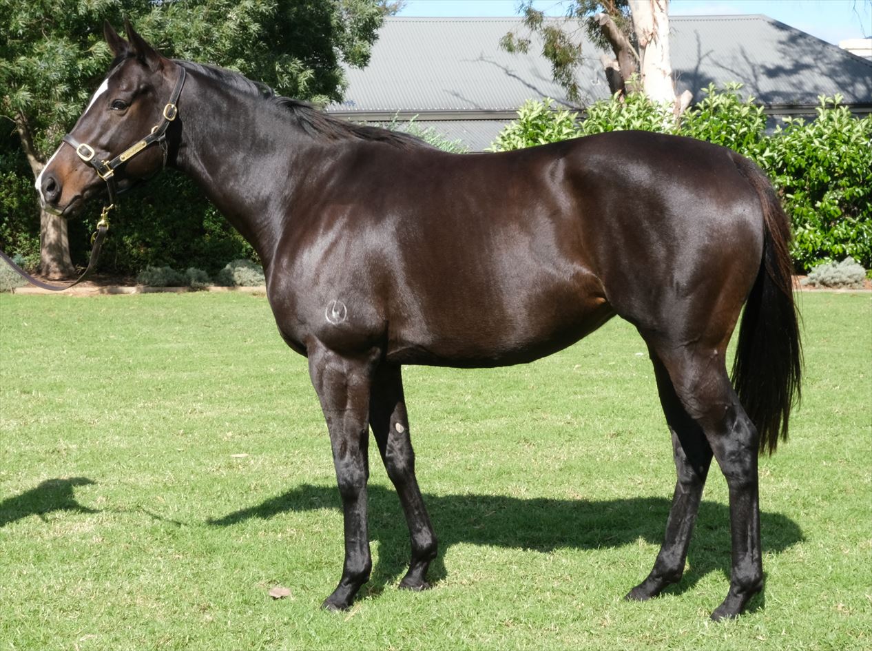 2022 MAY (Early) Online Sale | Inglis Digital Online Auctions