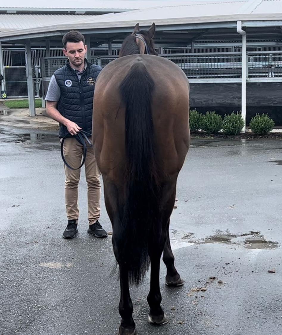 2022 NOVEMBER (Early) Online Sale | Inglis Digital Online Auctions