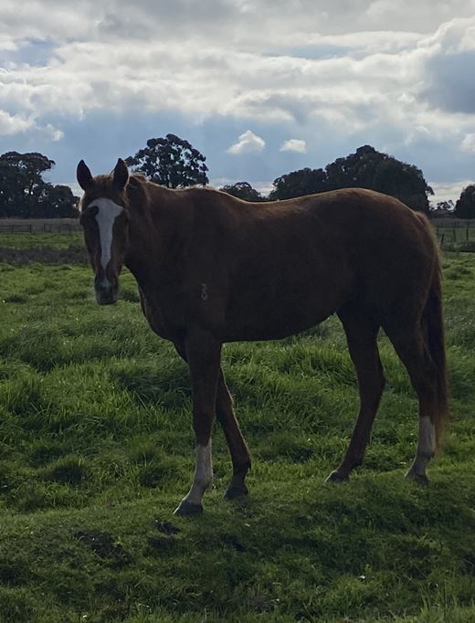 2023 MAY (Late) Online Sale | Inglis Digital Online Auctions