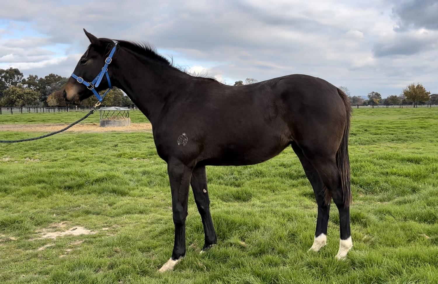 2023 MAY (Late) Online Sale | Inglis Digital Online Auctions