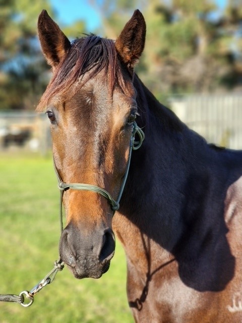 2023 JUNE (Early) Online Sale | Inglis Digital Online Auctions