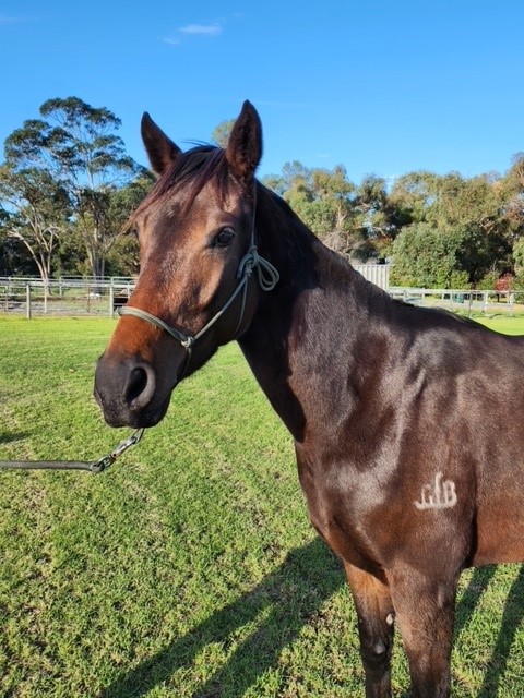 2023 JUNE (Early) Online Sale | Inglis Digital Online Auctions