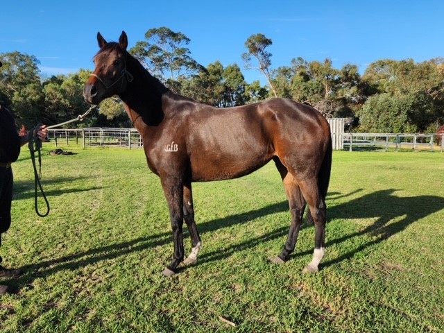 2023 JUNE (Early) Online Sale | Inglis Digital Online Auctions