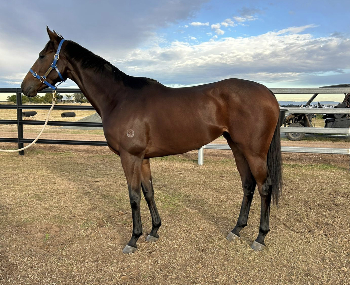 2023 JUNE (Early) Online Sale | Inglis Digital Online Auctions