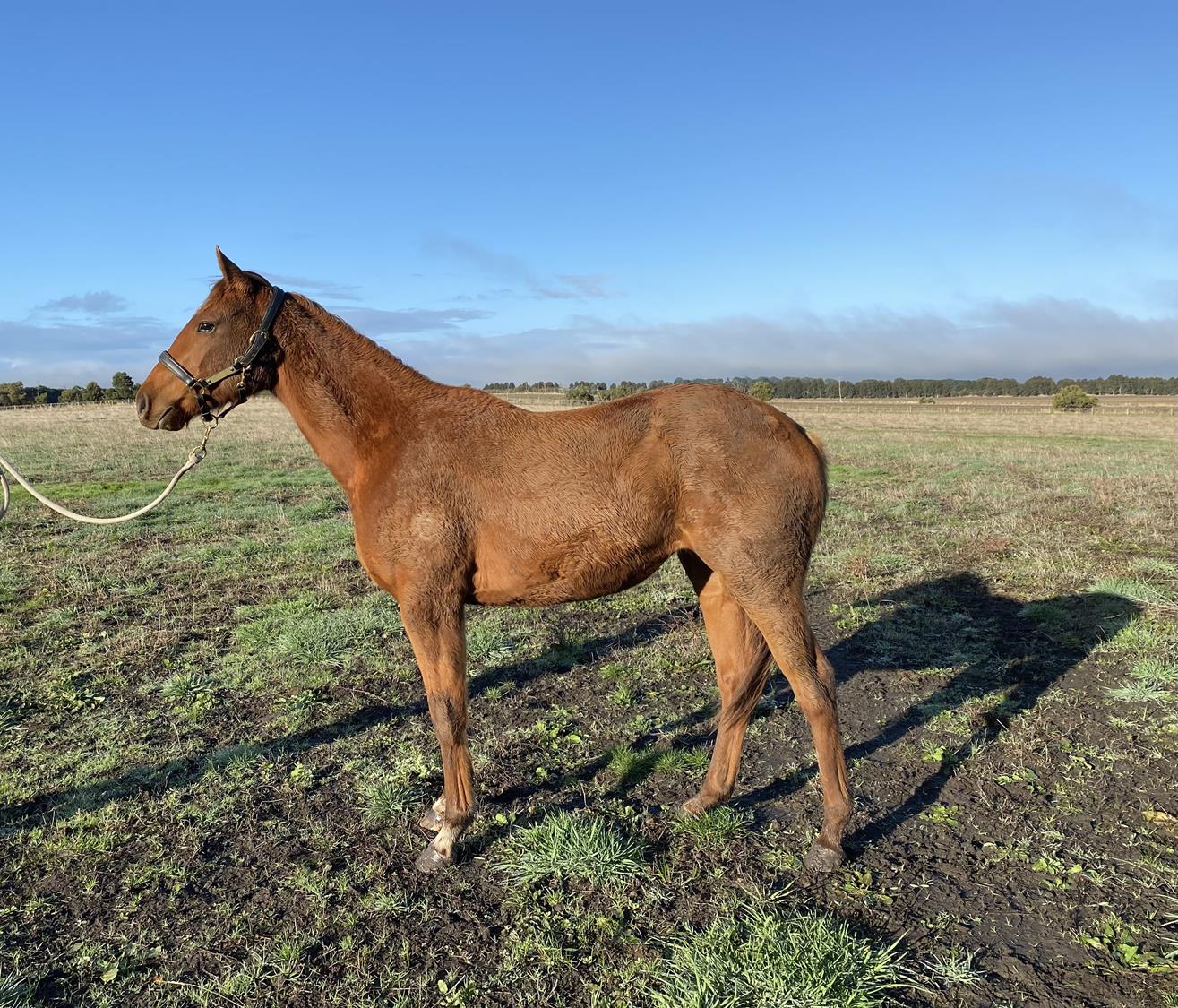 2023 JUNE (Late) Online Sale | Inglis Digital Online Auctions