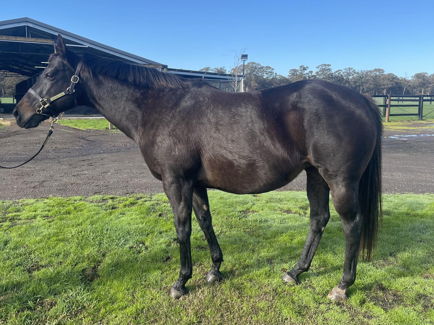 2023 JUNE (Late) Online Sale | Inglis Digital Online Auctions