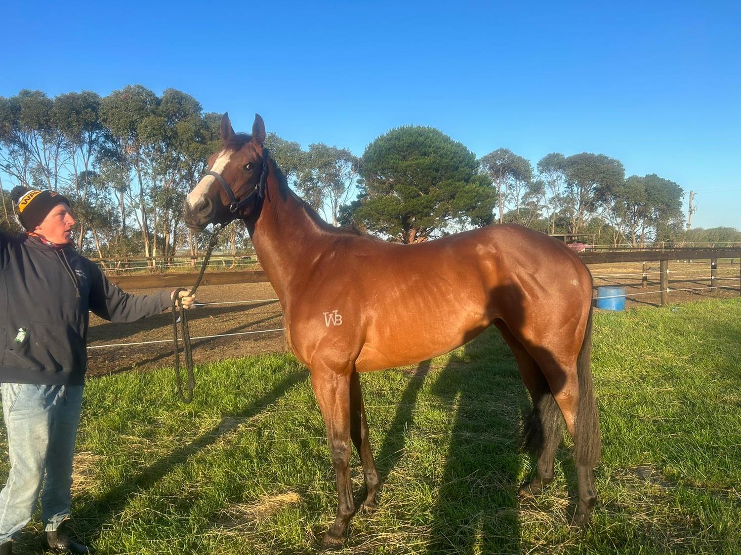 2023 NOVEMBER (Late) Online Sale | Inglis Digital Online Auctions