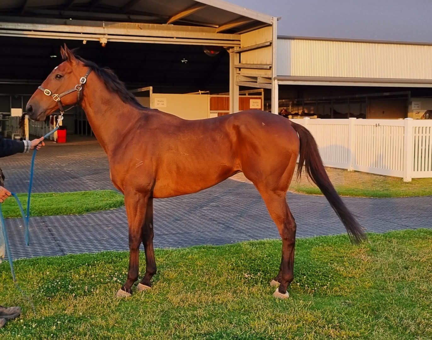 2023 NOVEMBER (Late) Online Sale | Inglis Digital Online Auctions