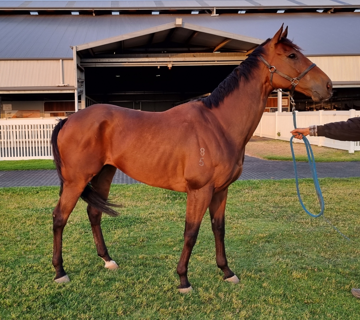 2023 NOVEMBER (Late) Online Sale | Inglis Digital Online Auctions