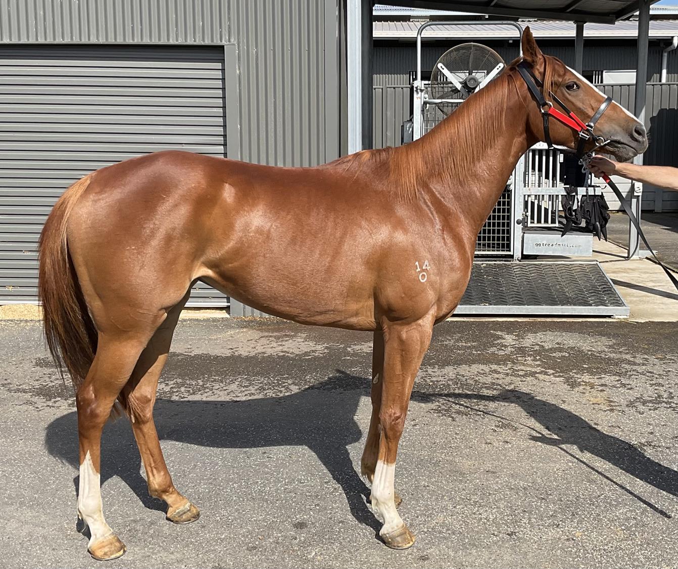 2023 DECEMBER Online Sale | Inglis Digital Online Auctions