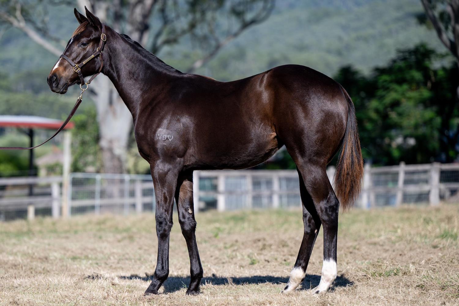 2024 DECEMBER Online Sale | Inglis Digital Online Auctions