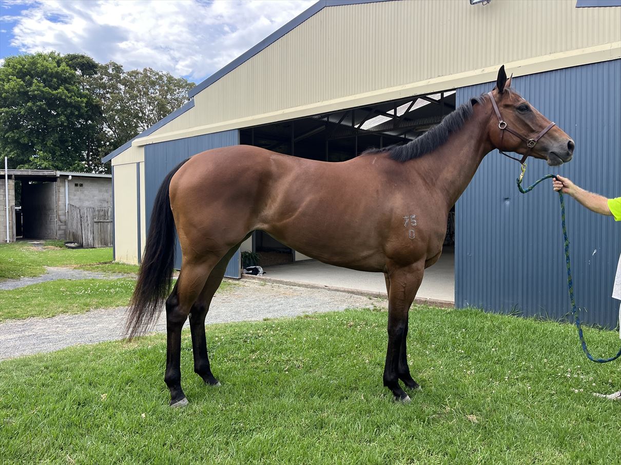 2024 DECEMBER Online Sale | Inglis Digital Online Auctions
