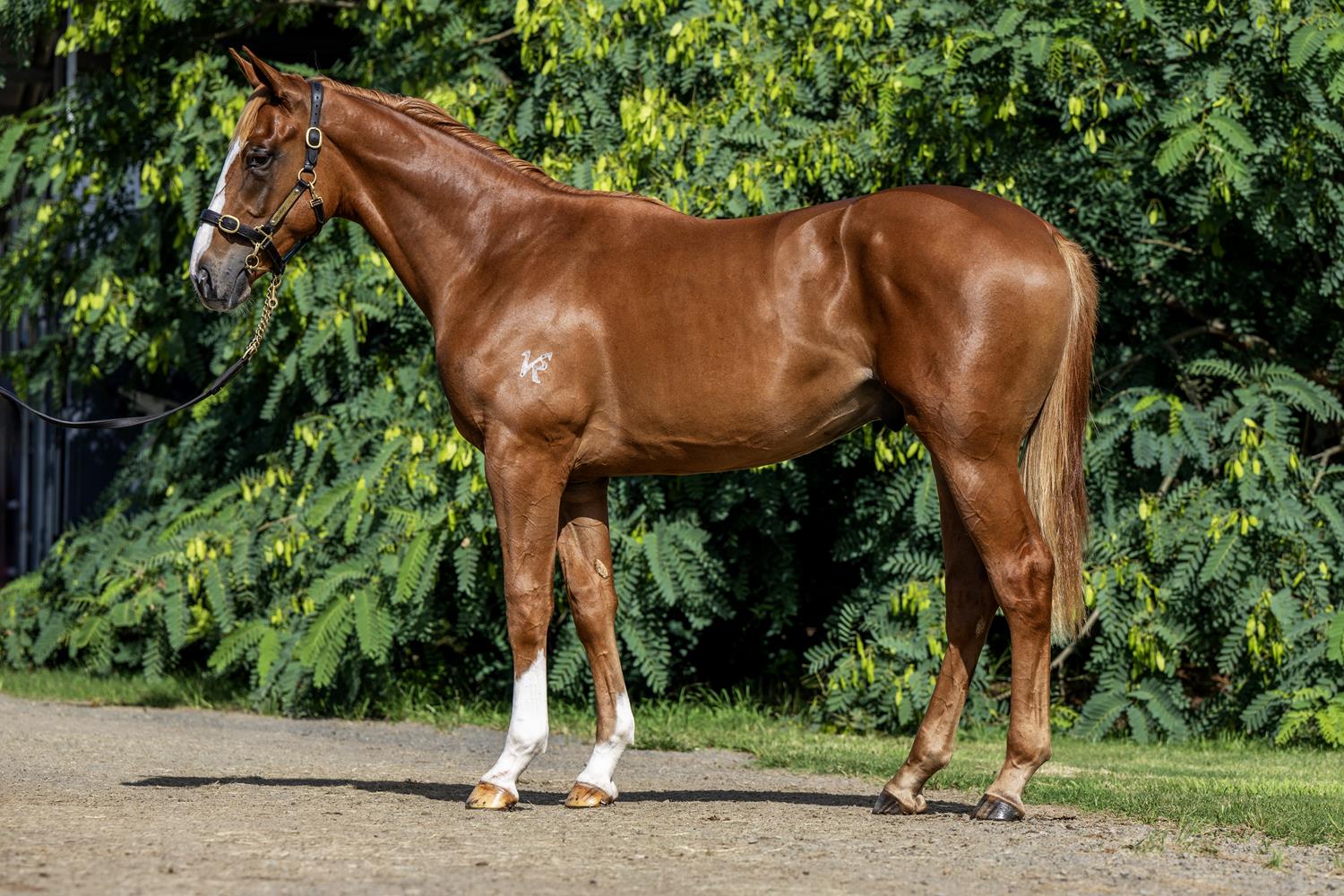 2025 FEBRUARY (Early) Online Sale | Inglis Digital Online Auctions