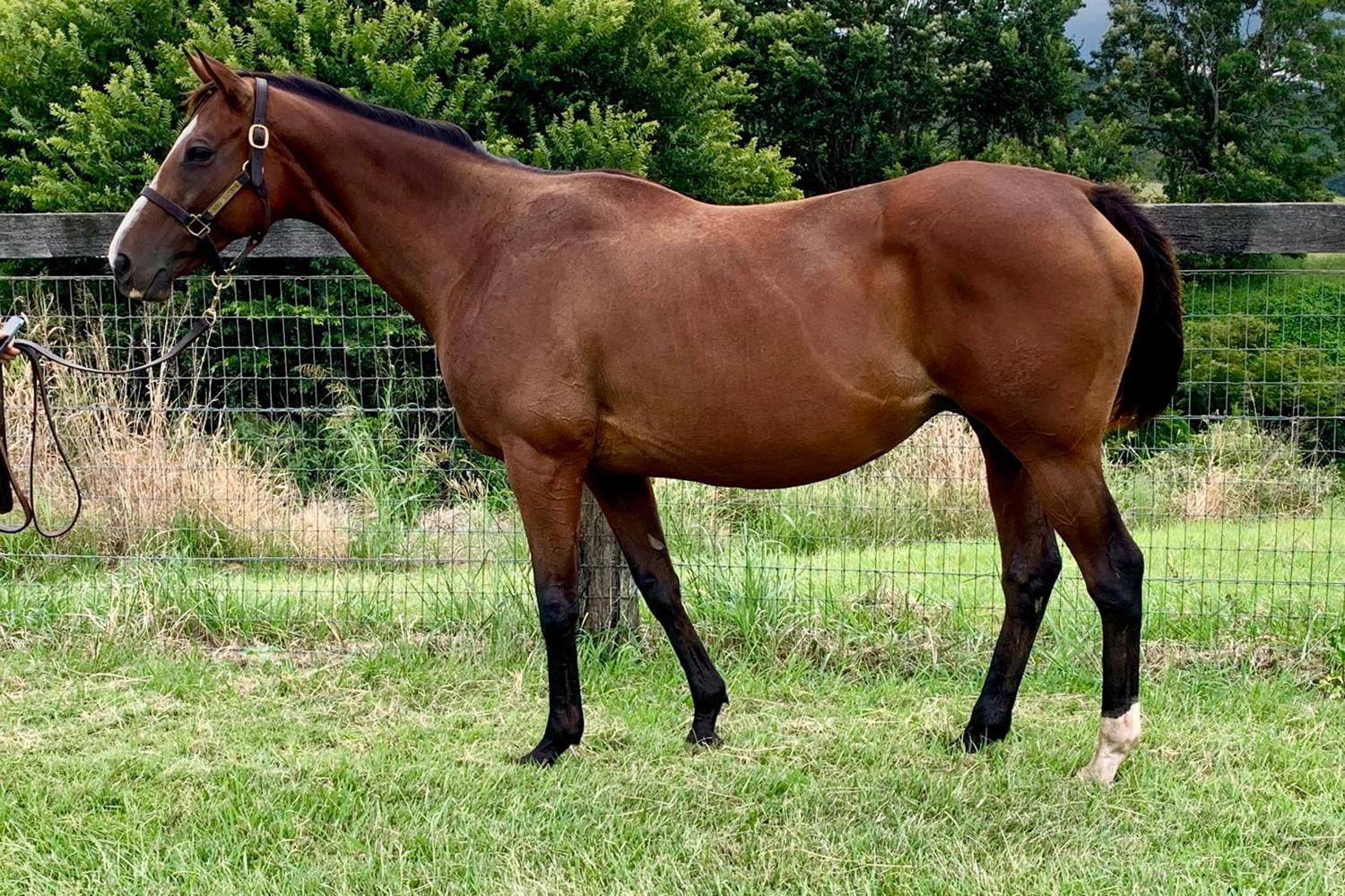 2025 FEBRUARY (Late) Online Sale | Inglis Digital Online Auctions