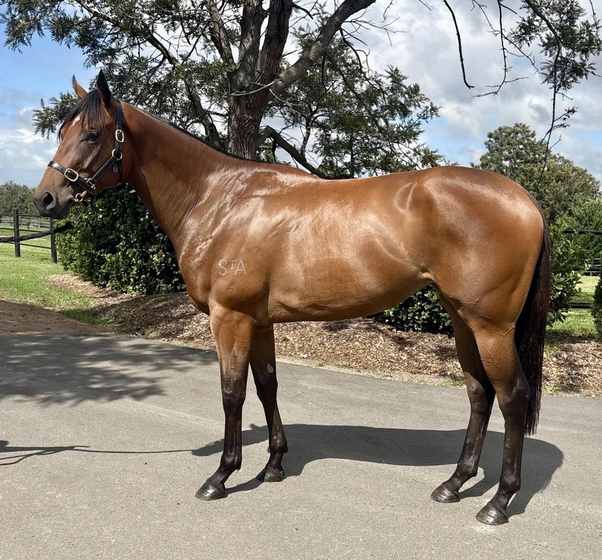 2025 FEBRUARY (Late) Online Sale | Inglis Digital Online Auctions