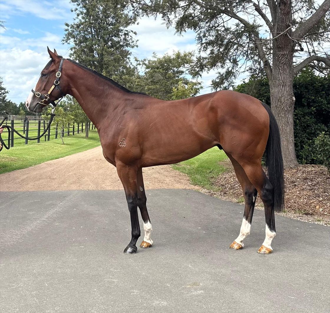 2025 FEBRUARY (Late) Online Sale | Inglis Digital Online Auctions