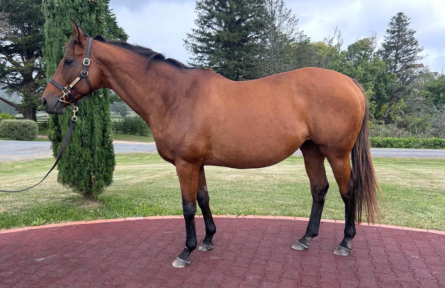 2025 MARCH (Early) Online Sale | Inglis Digital Online Auctions