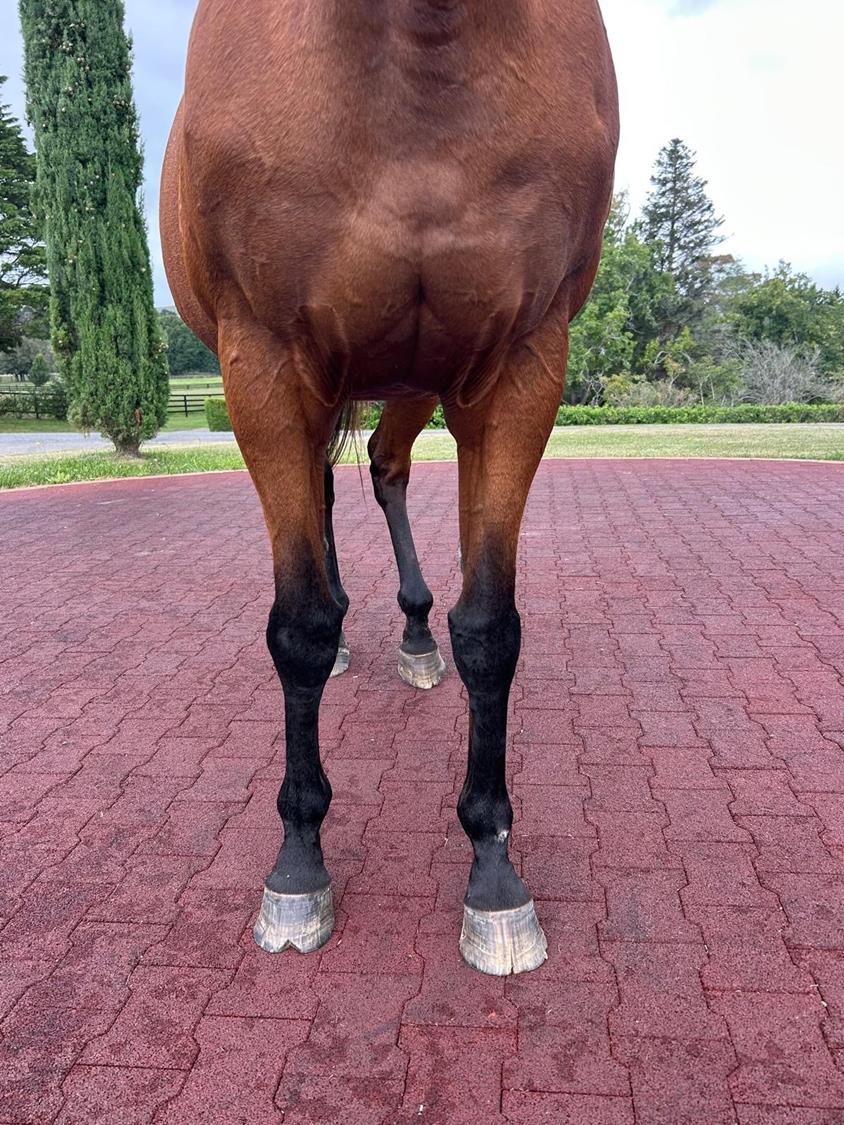 2025 MARCH (Early) Online Sale | Inglis Digital Online Auctions