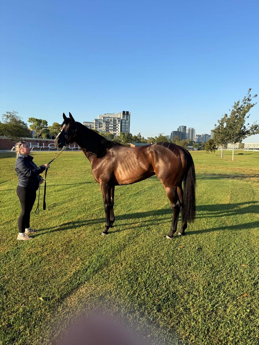 2025 MARCH (Late) Online Sale | Inglis Digital Online Auctions