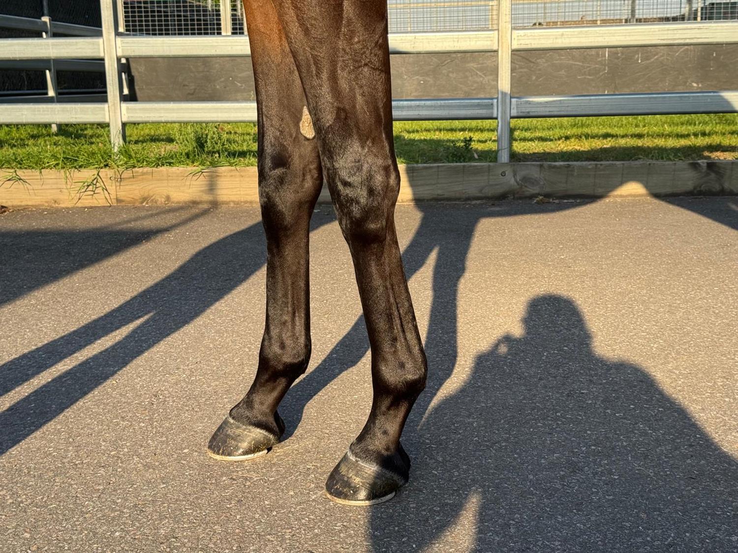 2025 MARCH (Late) Online Sale | Inglis Digital Online Auctions
