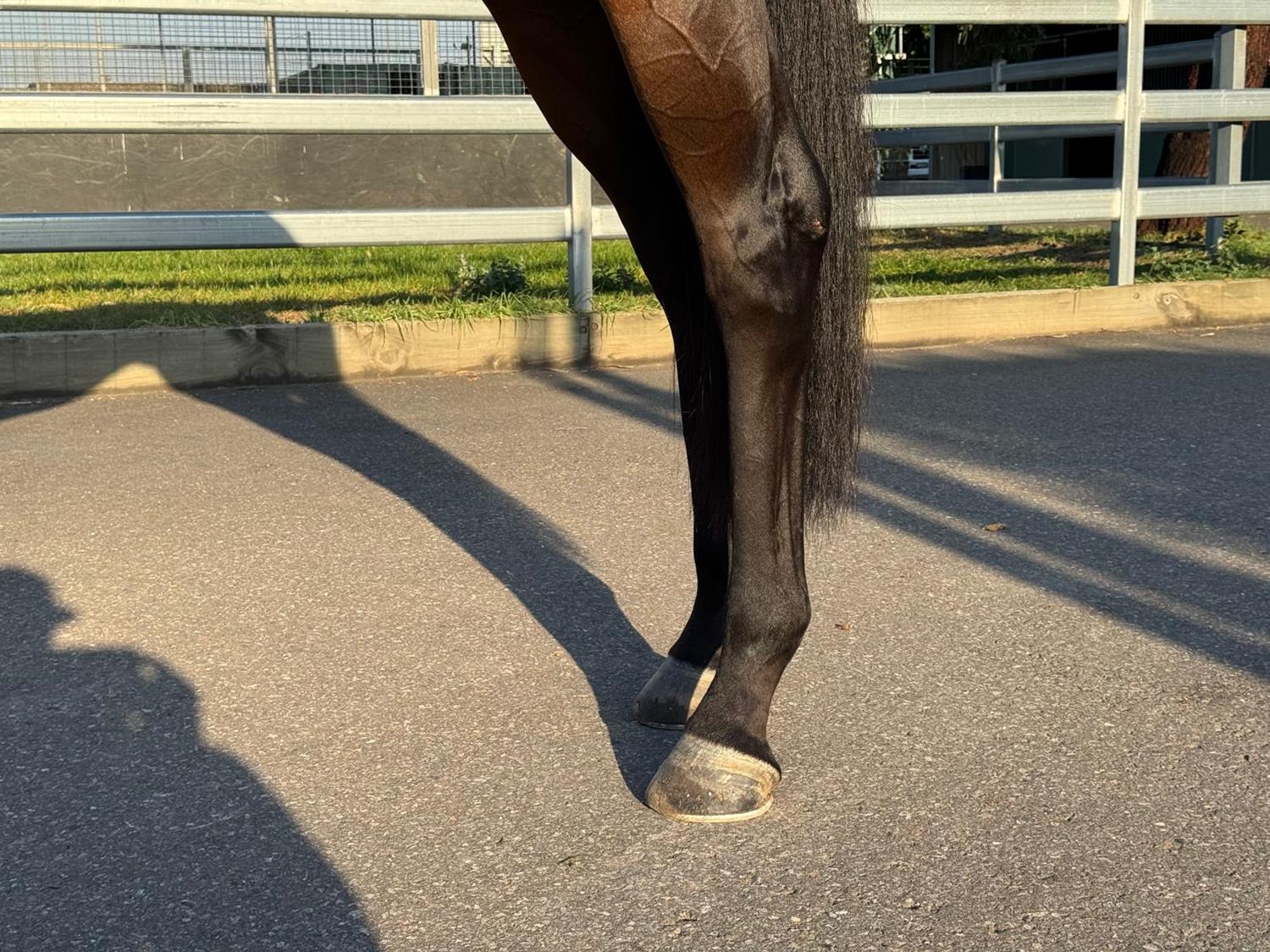 2025 MARCH (Late) Online Sale | Inglis Digital Online Auctions