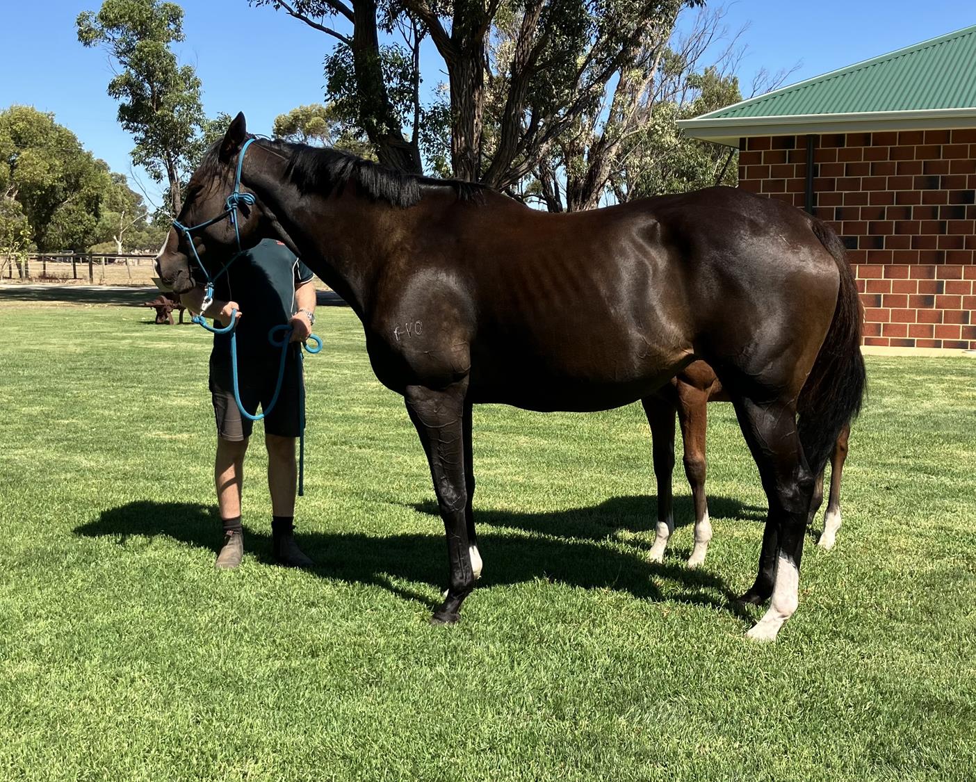 2025 APRIL (Early) Online Sale | Inglis Digital Online Auctions