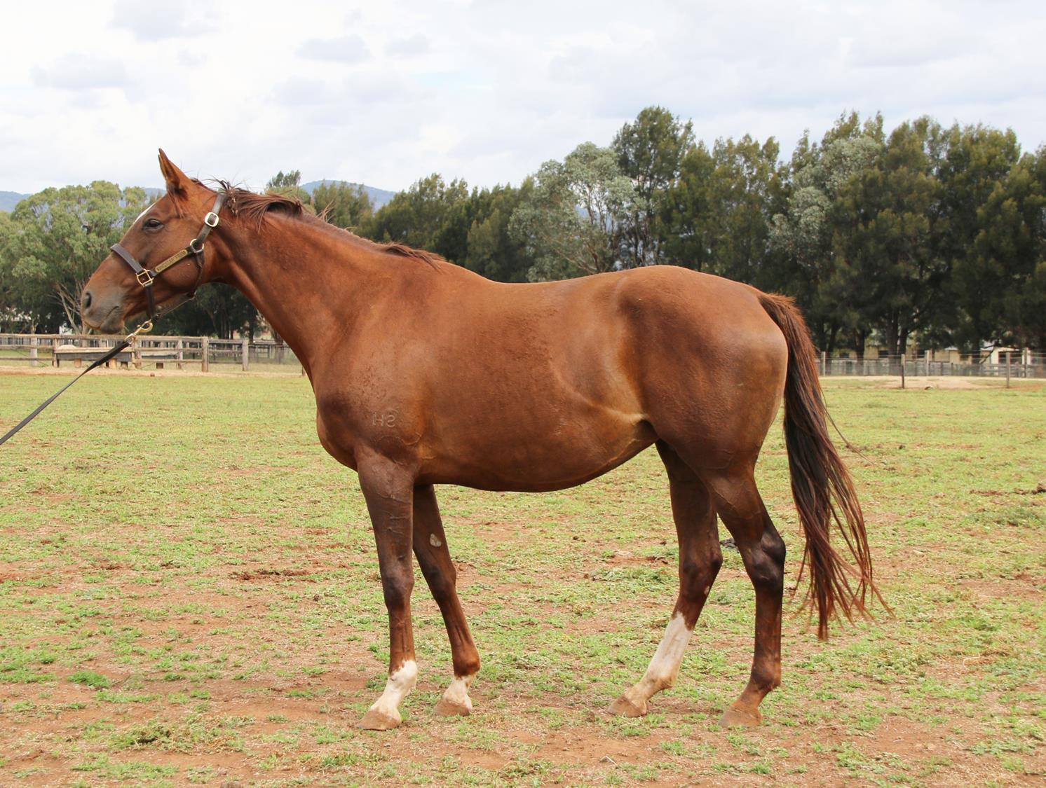 2025 APRIL (Early) Online Sale | Inglis Digital Online Auctions