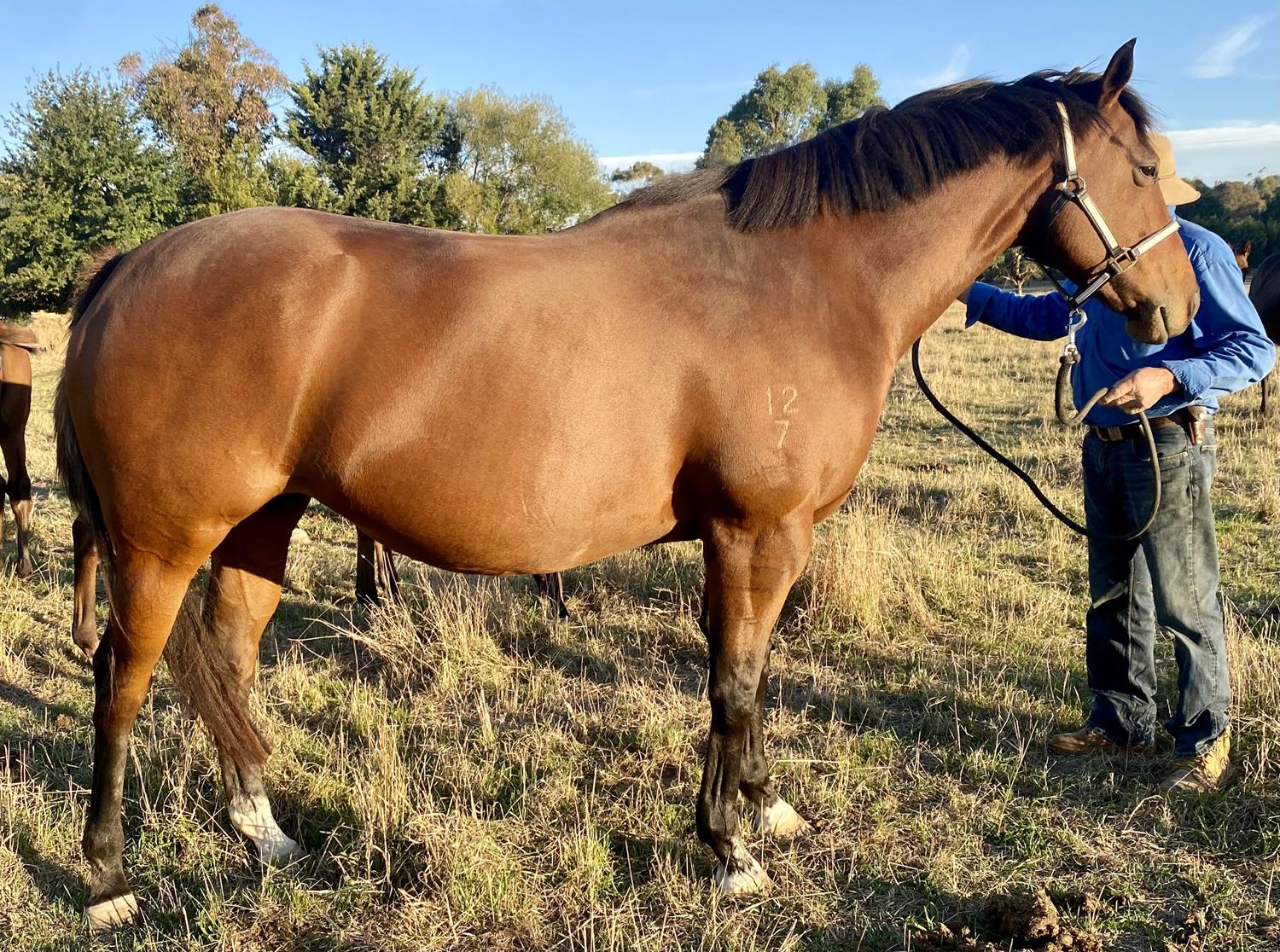 2025 APRIL (Early) Online Sale | Inglis Digital Online Auctions