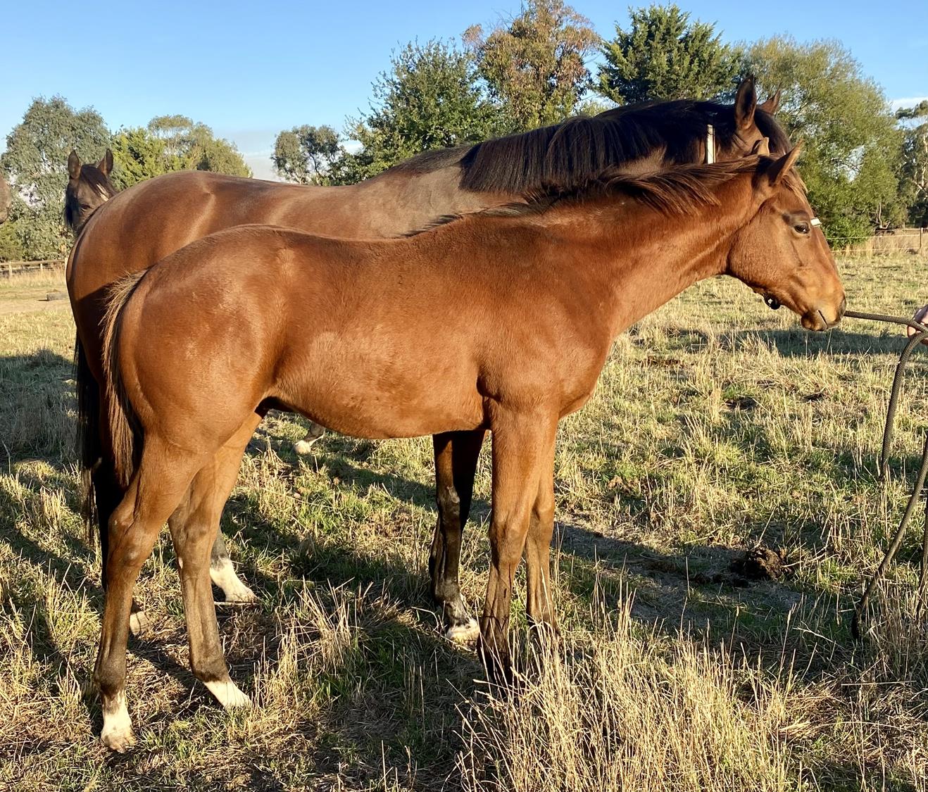 2025 APRIL (Early) Online Sale | Inglis Digital Online Auctions
