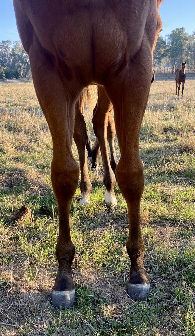 2025 APRIL (Early) Online Sale | Inglis Digital Online Auctions