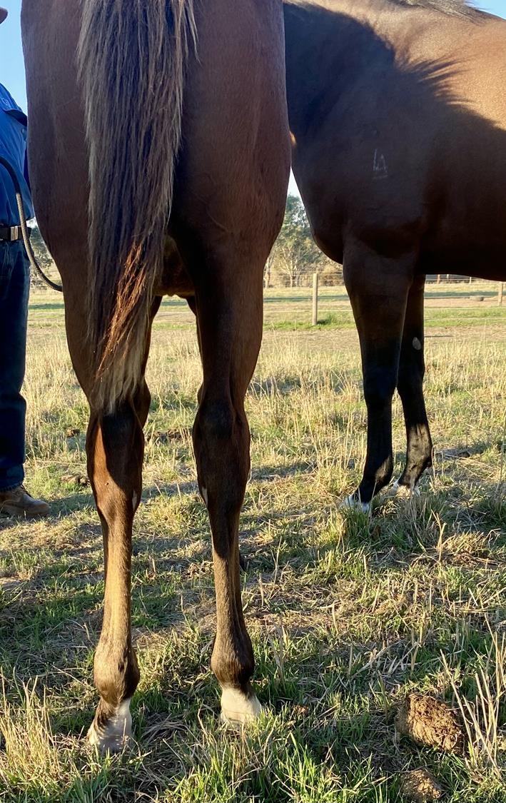 2025 APRIL (Early) Online Sale | Inglis Digital Online Auctions