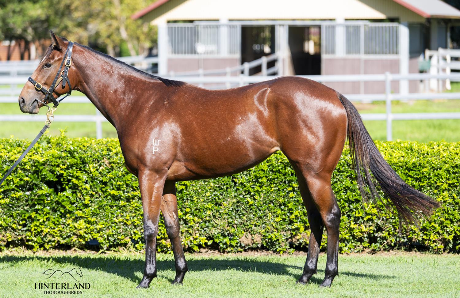 2025 APRIL (Late) Online Sale | Inglis Digital Online Auctions