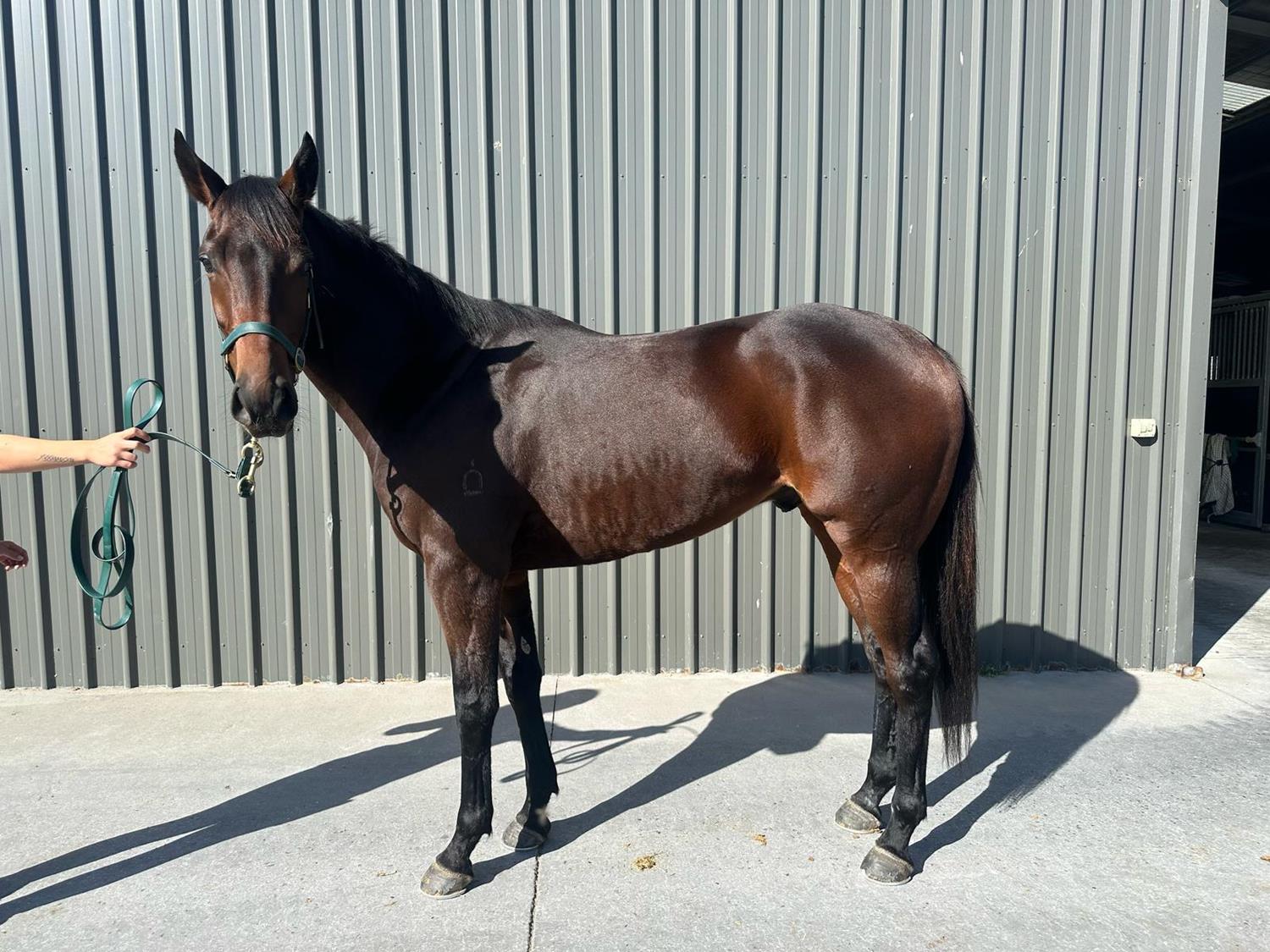 2025 APRIL (Late) Online Sale | Inglis Digital Online Auctions