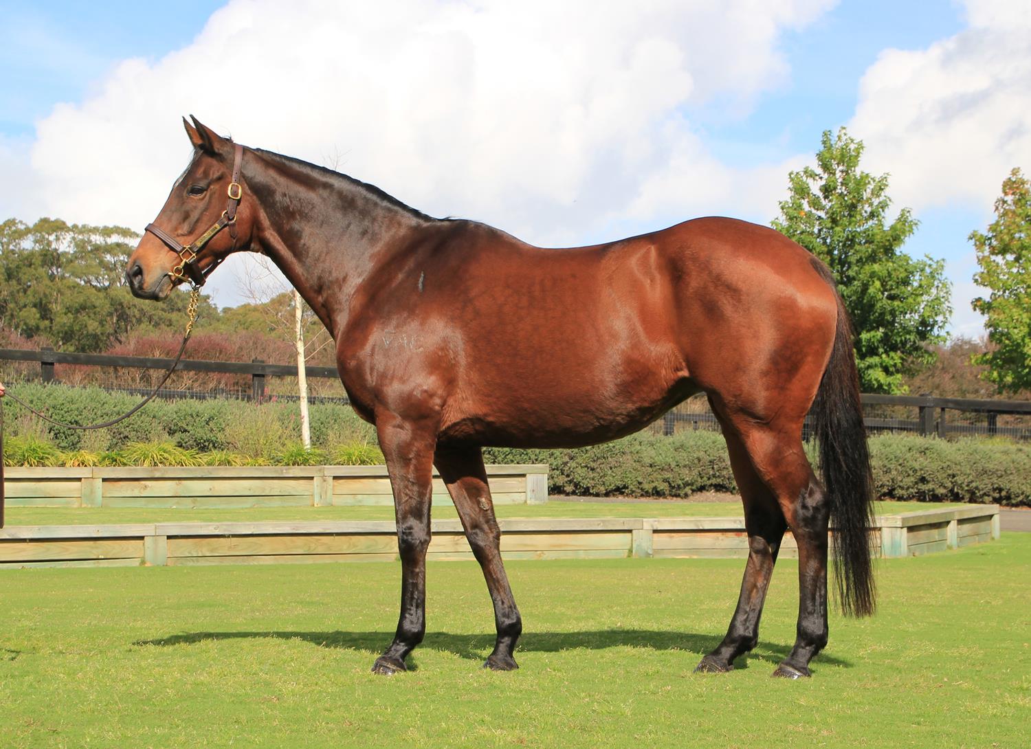 2025 APRIL (Late) Online Sale | Inglis Digital Online Auctions