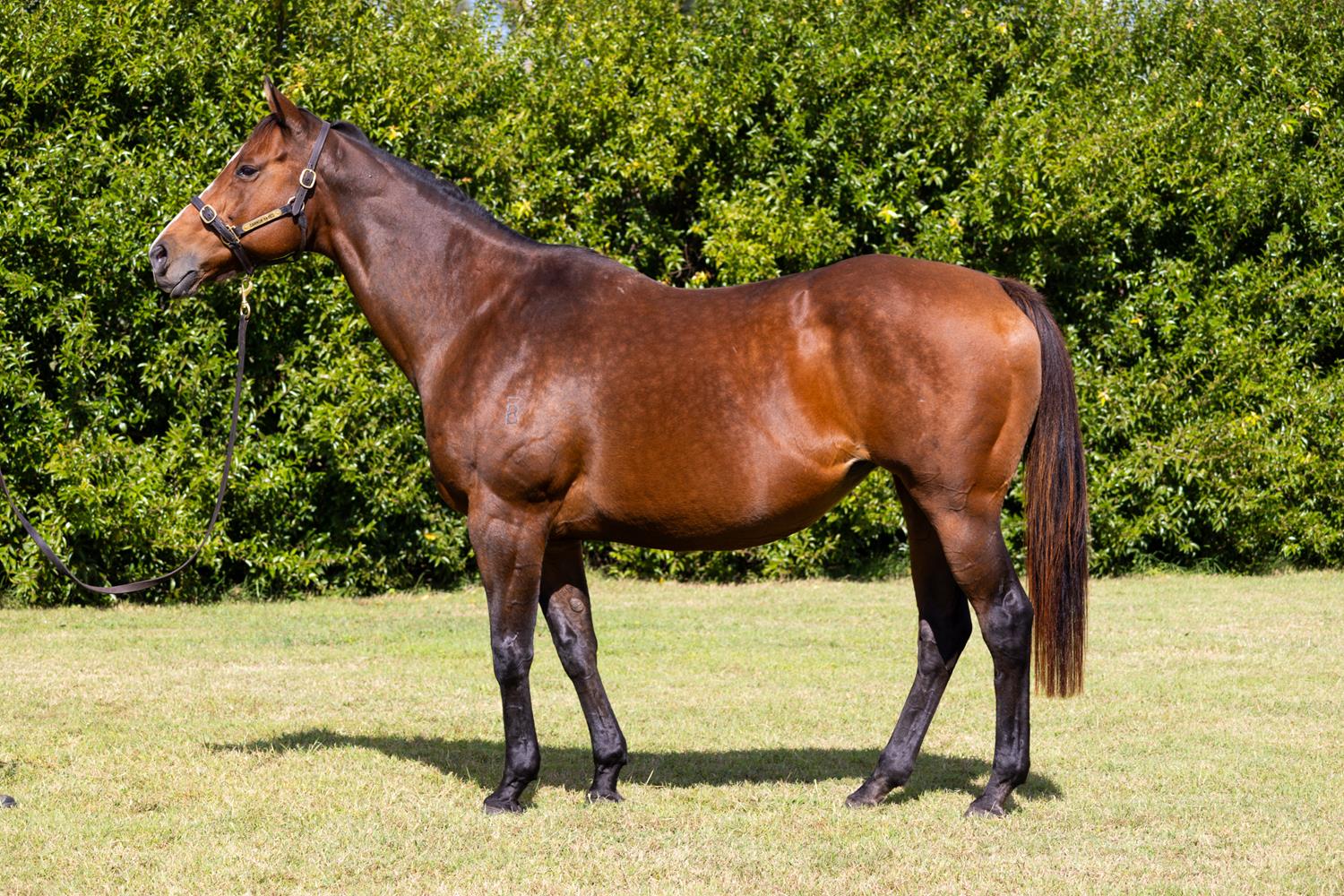 2025 APRIL (Late) Online Sale | Inglis Digital Online Auctions