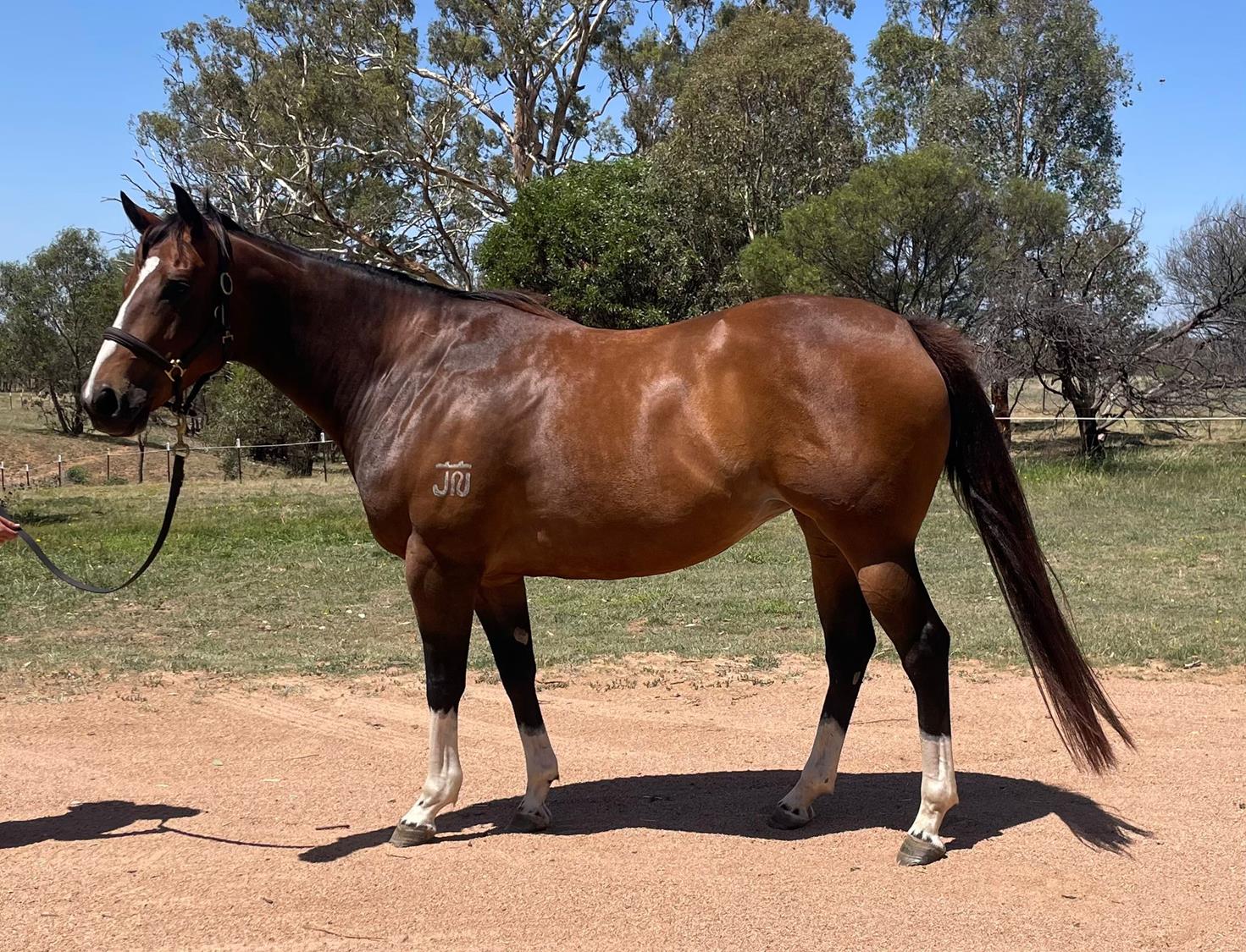 2025 MAY (Early) Online Sale | Inglis Digital Online Auctions