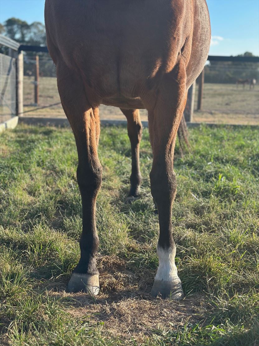 2025 MAY (Early) Online Sale | Inglis Digital Online Auctions