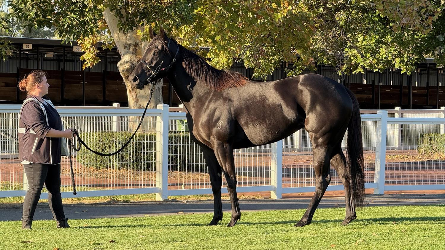 2025 MAY (Late) Online Sale | Inglis Digital Online Auctions