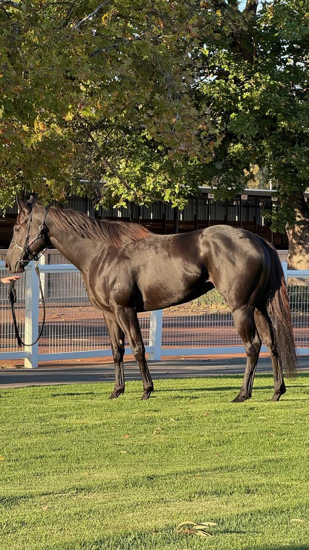 2025 MAY (Late) Online Sale | Inglis Digital Online Auctions