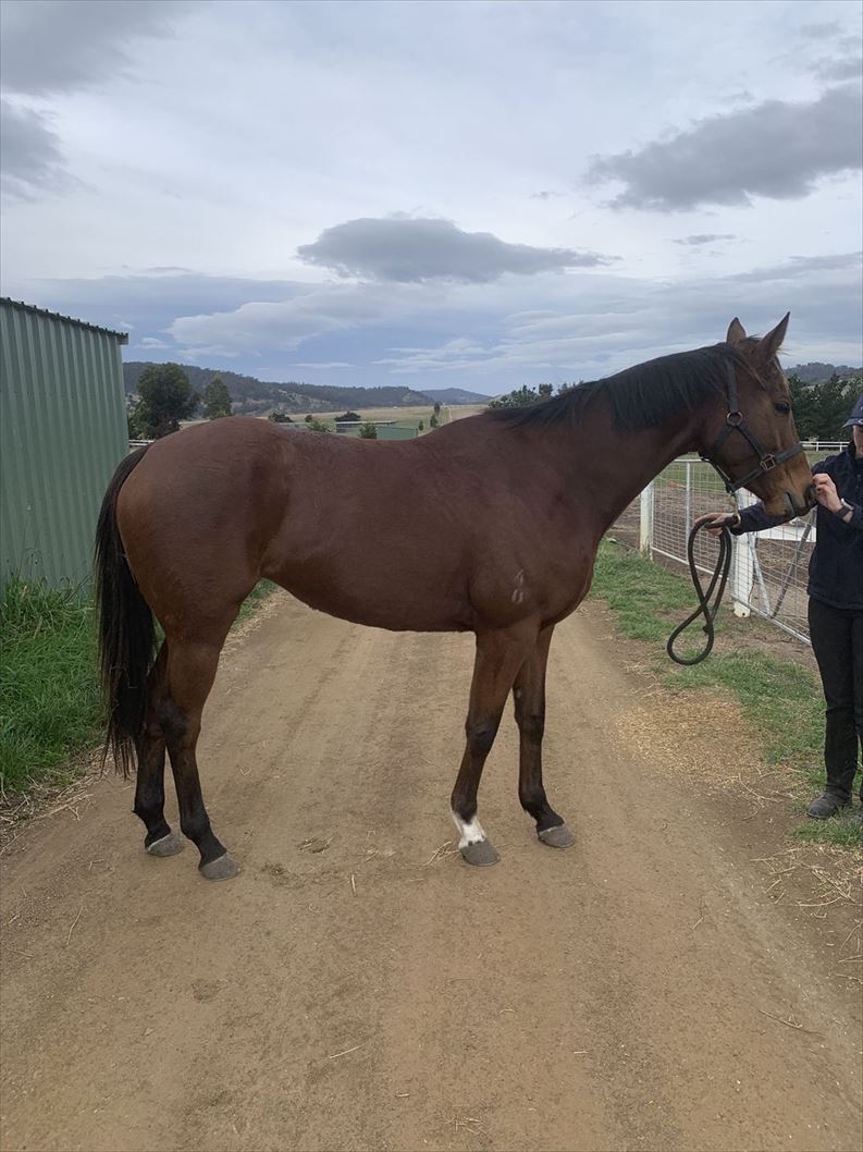 2025 JUNE (Early) Online Sale | Inglis Digital Online Auctions