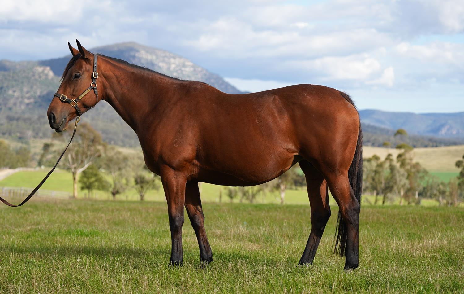 2025 JUNE (Early) Online Sale | Inglis Digital Online Auctions