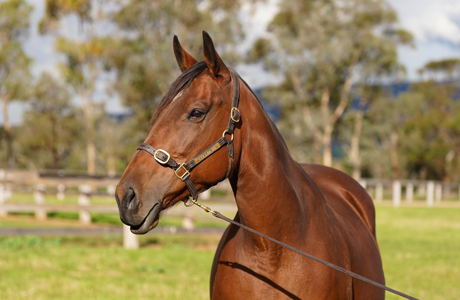 2025 JUNE (Early) Online Sale | Inglis Digital Online Auctions