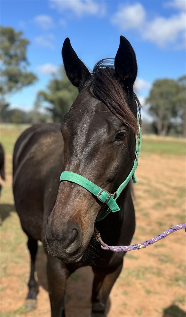 2025 JUNE (Early) Online Sale | Inglis Digital Online Auctions