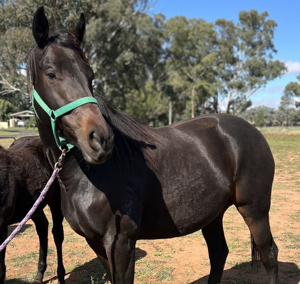 2025 JUNE (Early) Online Sale | Inglis Digital Online Auctions