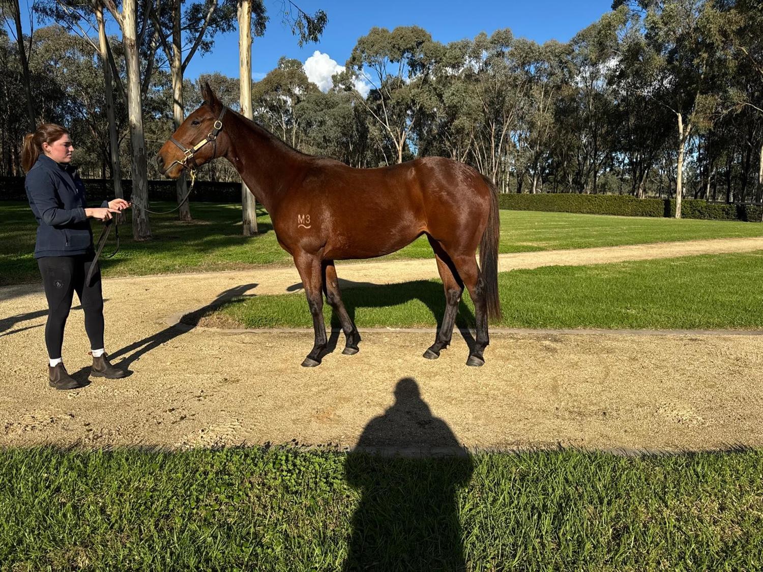 2025 JUNE (Late) Online Sale | Inglis Digital Online Auctions