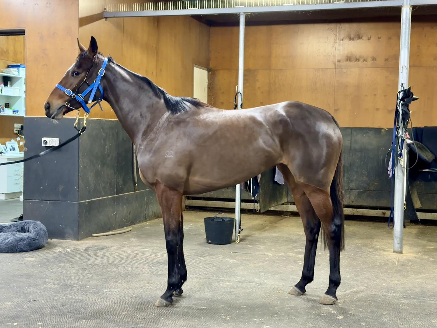 2025 JUNE (Late) Online Sale | Inglis Digital Online Auctions